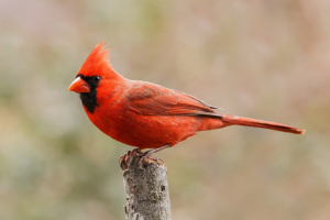 12 Incredible Bright Red Animals (With Pictures)