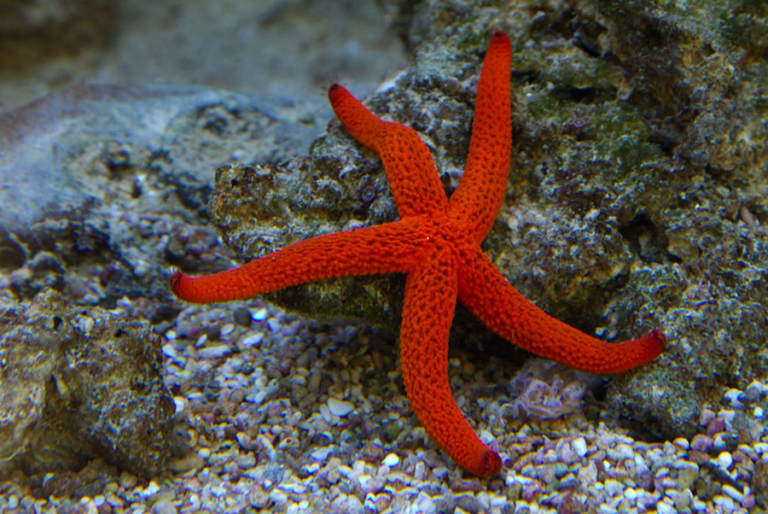 12 Incredible Bright Red Animals (With Pictures)