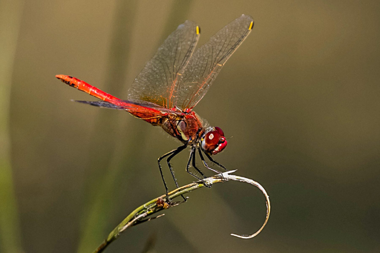 12 Incredible Bright Red Animals (With Pictures)