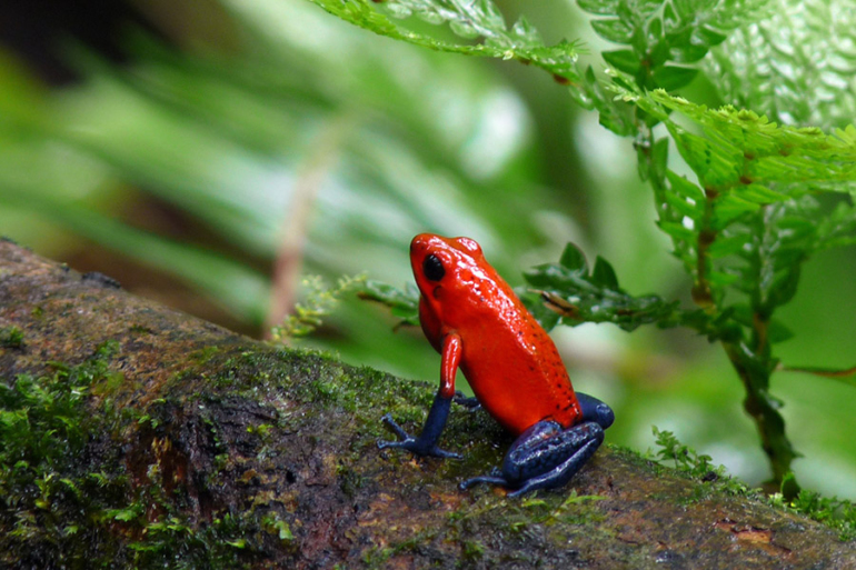 12 Incredible Bright Red Animals (With Pictures)