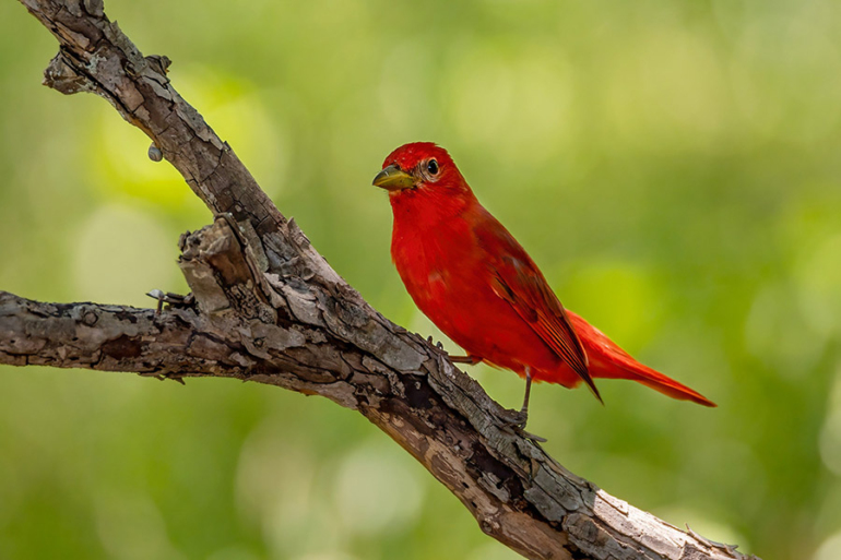 12 Incredible Bright Red Animals (With Pictures)