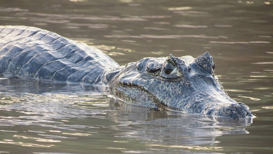 Alligators - 30 Amazing Facts, Info & Pictures