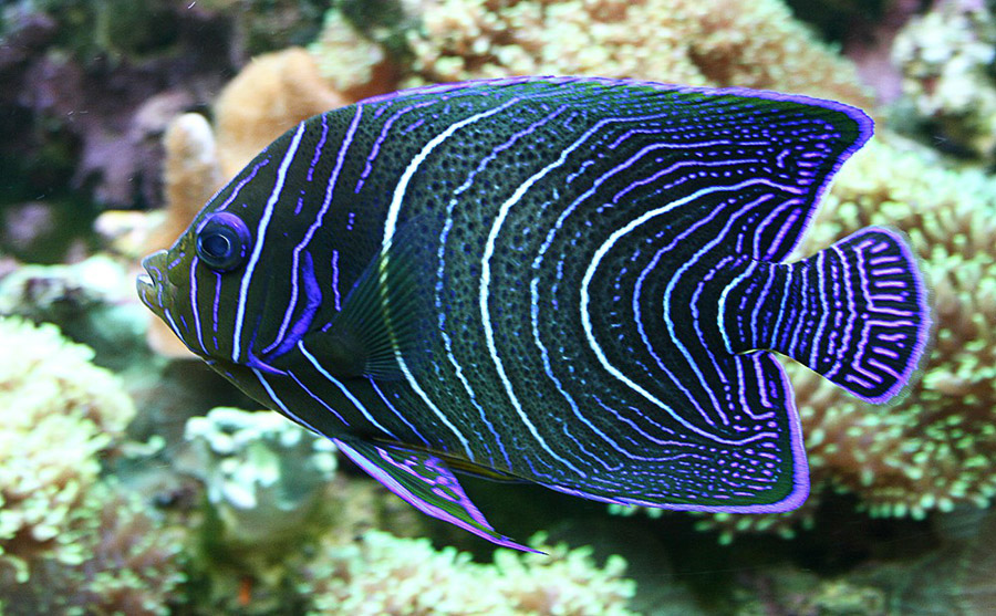Saltwater Angelfish: Characteristics, Diet, Facts & More [Fact Sheet]