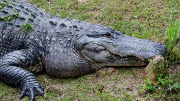 Alligator Death Roll: Nature's Deadly Spin