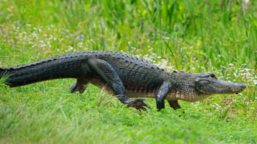 How Long Do Alligators Live? Understanding the Alligator Lifespan