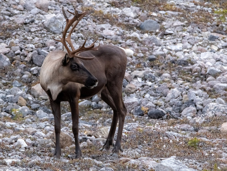 7 Majestic Animals With Antlers (With Pictures & Facts)