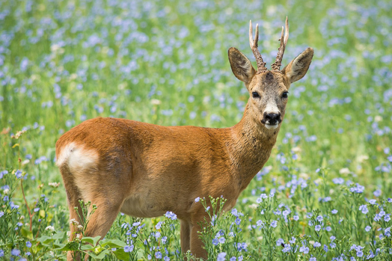 7 Majestic Animals With Antlers (With Pictures & Facts)
