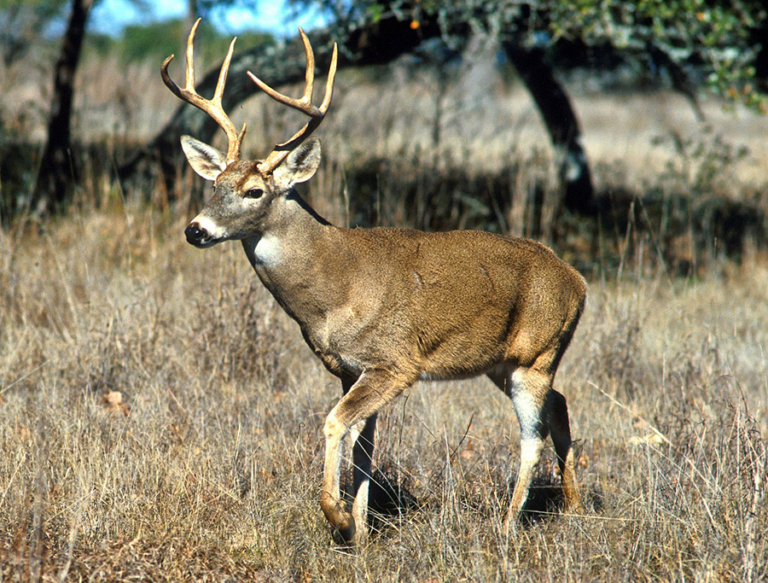 7 Majestic Animals With Antlers (With Pictures & Facts)