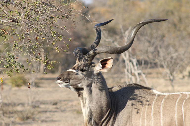 Animals With Horns: The List (With Pics and Facts)