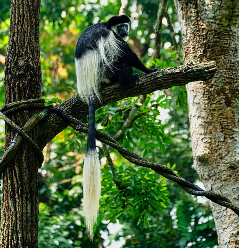 13 Animals With Amazing Long Tails