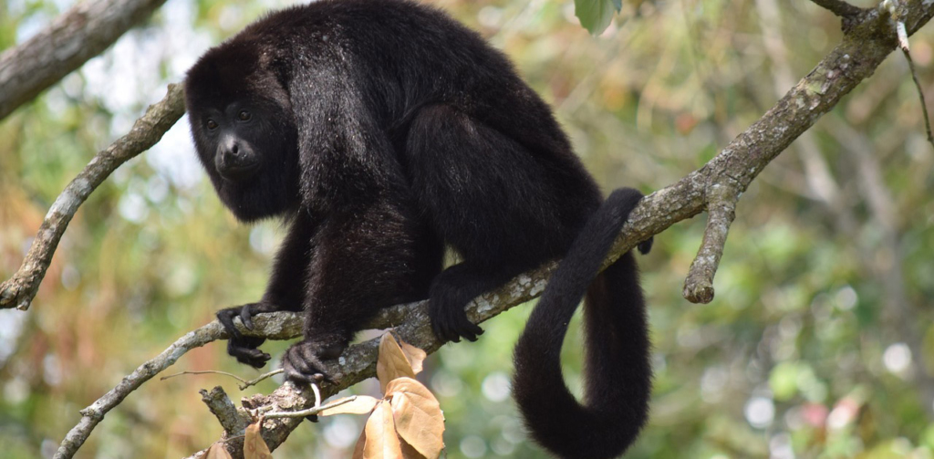 10 Energetic Animals That Will Inspire Your Day with Their Boundless Energy