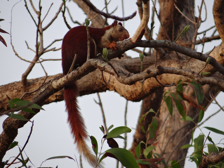 13 Animals With Amazing Long Tails