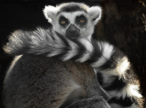 13 Animals With Amazing Long Tails