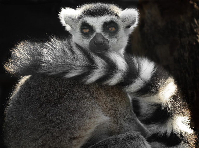 13 Animals With Amazing Long Tails