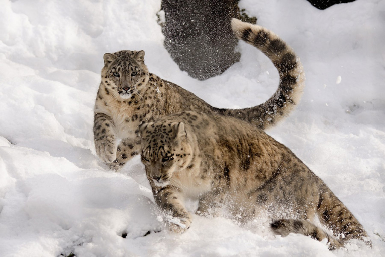 13 Animals With Amazing Long Tails