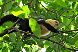 Animals with Opposable Thumbs: Nature's Master Manipulators