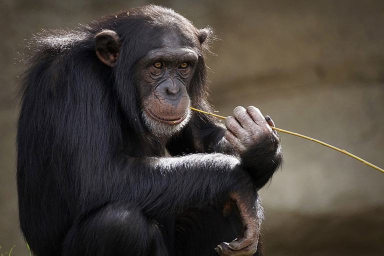 Animals with Opposable Thumbs: Nature's Master Manipulators