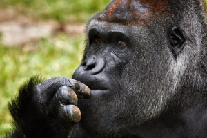 Animals with Opposable Thumbs: Nature's Master Manipulators