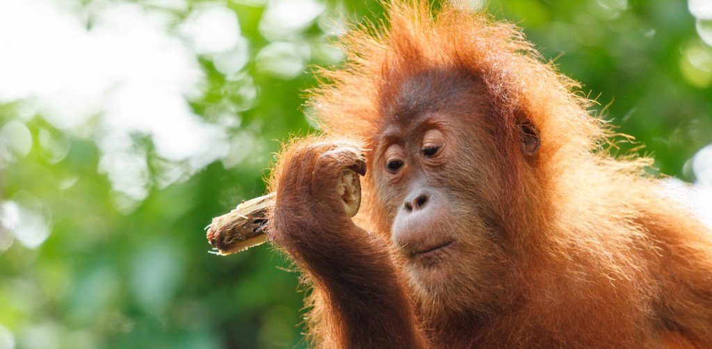 10 Most Hated Animals: The Misunderstood Creatures of Our World