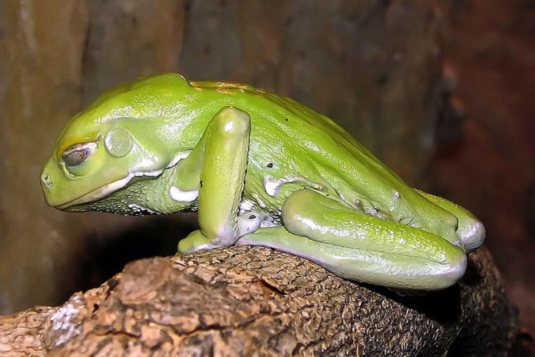 Animals with Opposable Thumbs: Nature's Master Manipulators