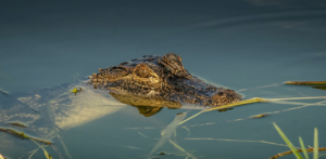 Are There Alligators in Georgia? Where and How to See Them