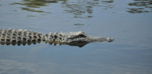 How Long Do Alligators Live? Understanding the Alligator Lifespan