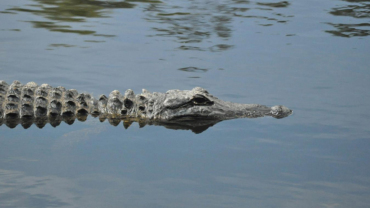 How Long Do Alligators Live? Understanding the Alligator Lifespan