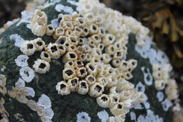 Barnacles: Characteristics, Diet, Facts & More [Fact Sheet]