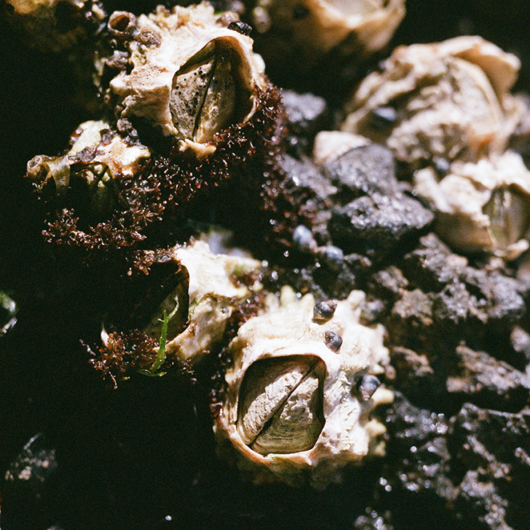 Barnacles: Characteristics, Diet, Facts & More [Fact Sheet]