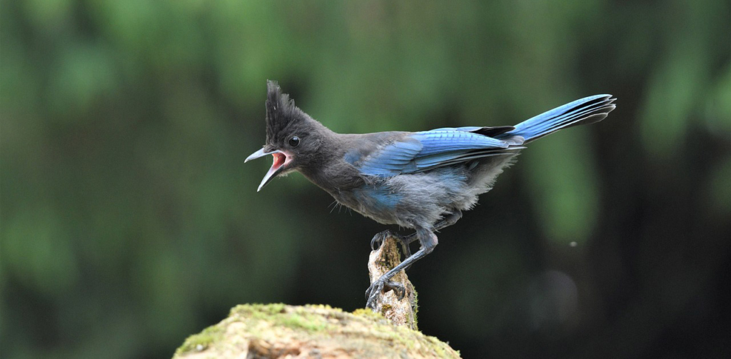 Desert Animals - Wildlife in The Desert Biome Around The World