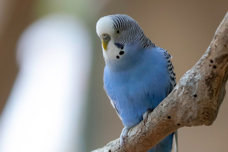 Discover 10 Blue and White Animals (With Pictures)