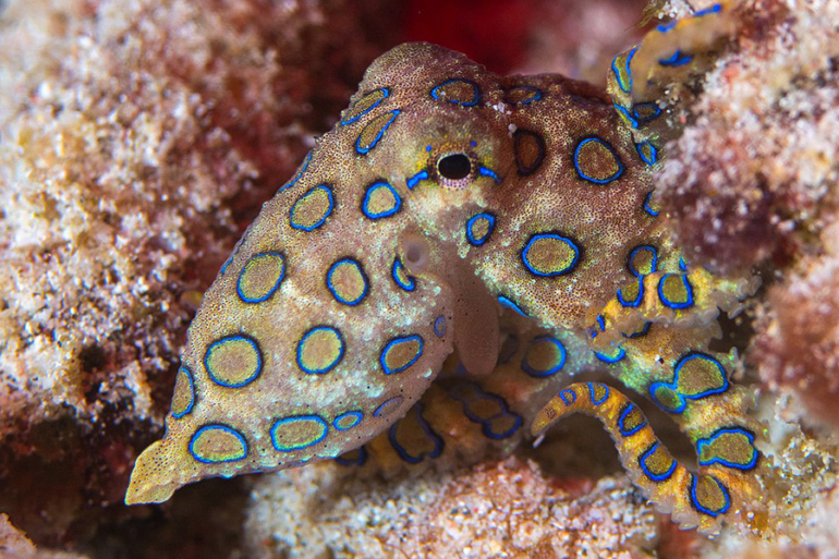 Discover 10 Blue and White Animals (With Pictures)