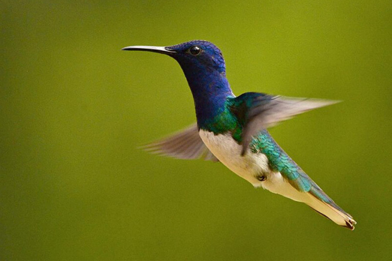 Discover 10 Blue and White Animals (With Pictures)