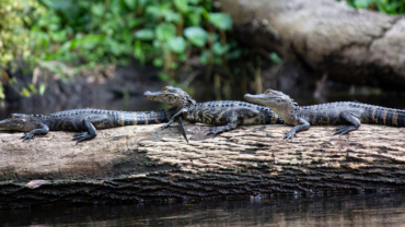 Can Alligators Live in Saltwater? The Salty Secrets of Alligator Habitats
