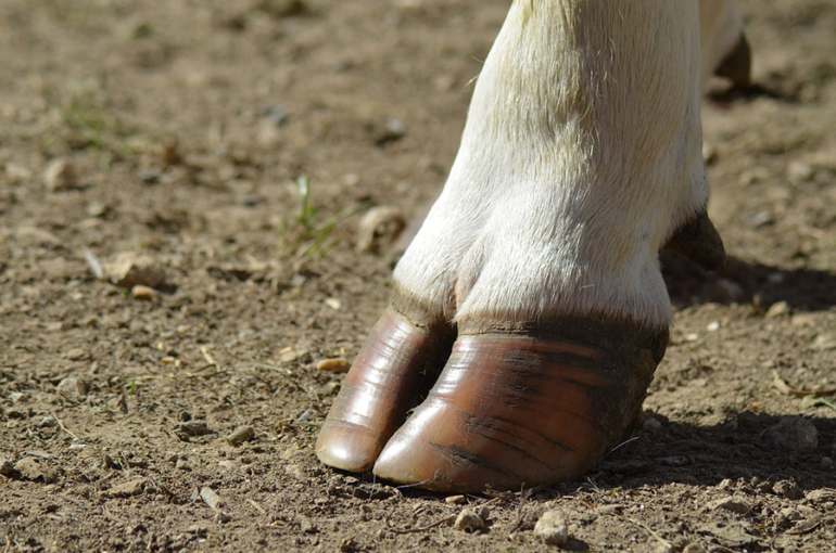 Hoofed Animals: The List (With Pics and Facts)