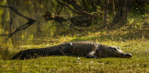 How Far North Do Alligators Live? Alligator Range Overview