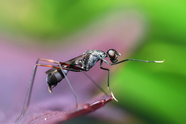 10 Cleanest Animals: Nature's Exemplars of Hygiene and Purity