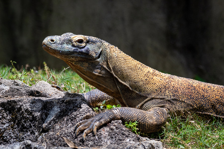 11 Animals With Impressive Fangs
