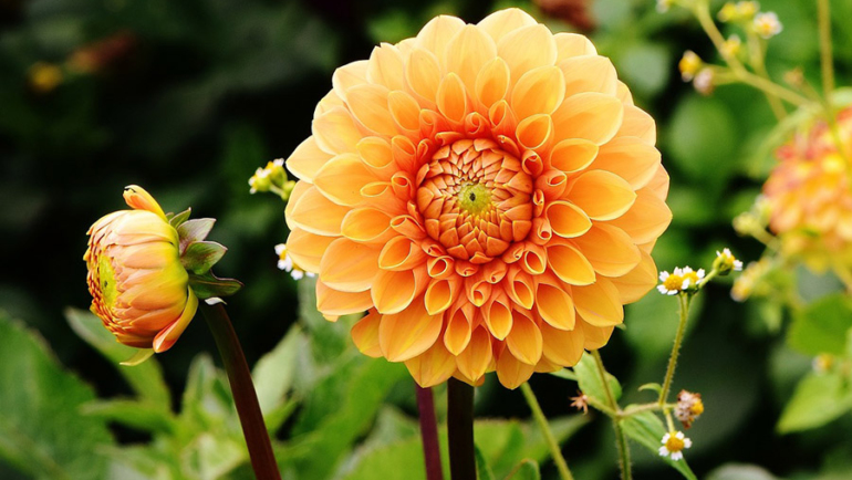 Discover Mexico's National Tree: The Montezuma Bald Cypress