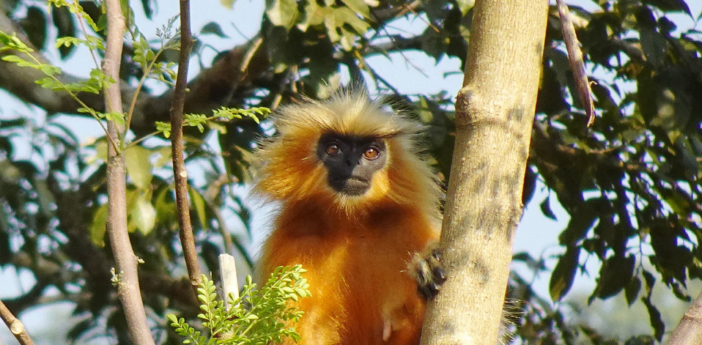 10 Most Hated Animals: The Misunderstood Creatures of Our World