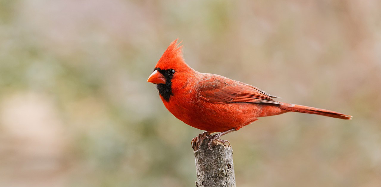 Ferruginous Hawk: Characteristics, Diet, Facts & More [Fact Sheet]