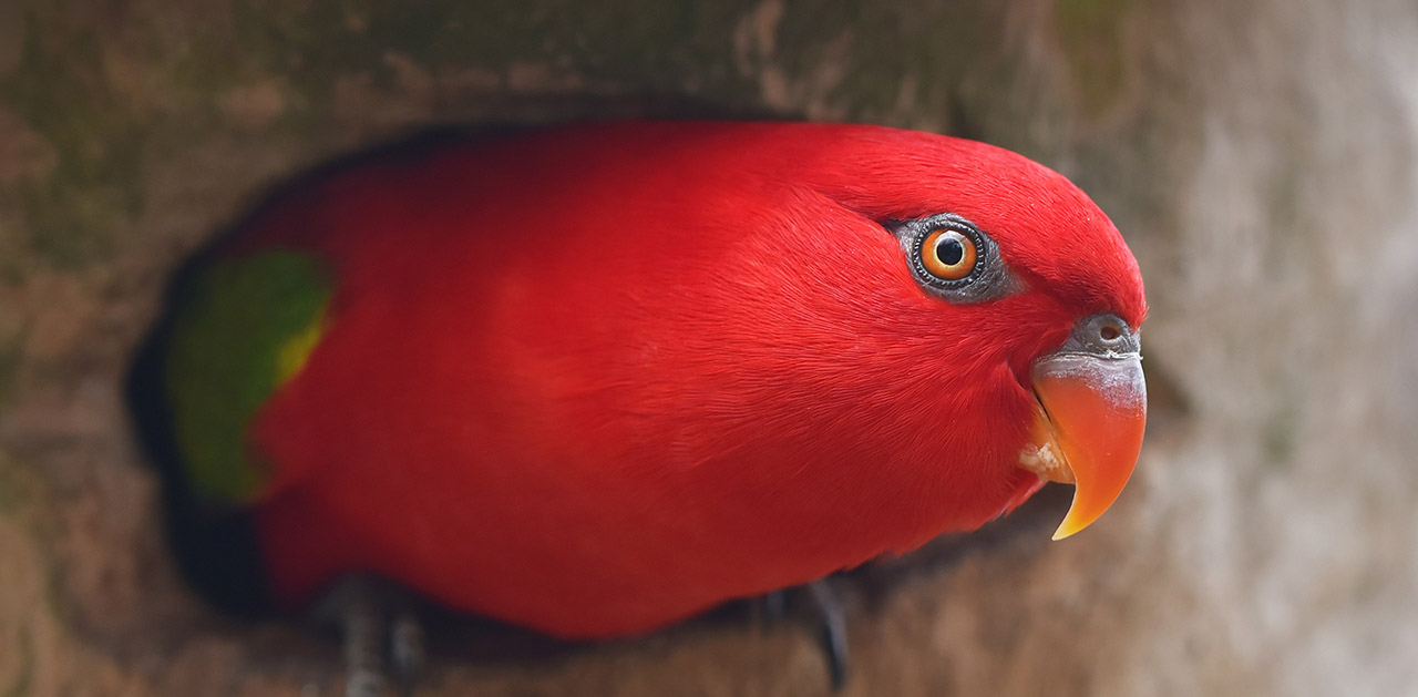 12 Eye-Catching Red Parrots