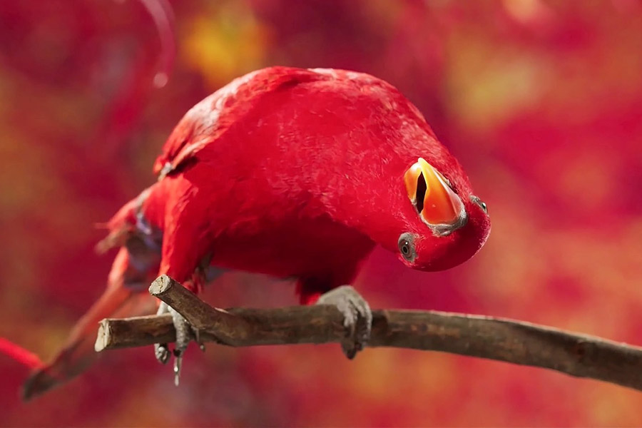 12 Eye-Catching Red Parrots