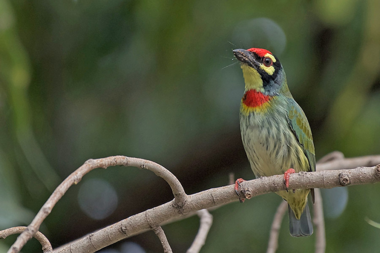 10 Incredible Red and Blue Animals (With Pictures)