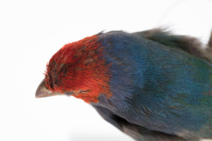 10 Incredible Red and Blue Animals (With Pictures)