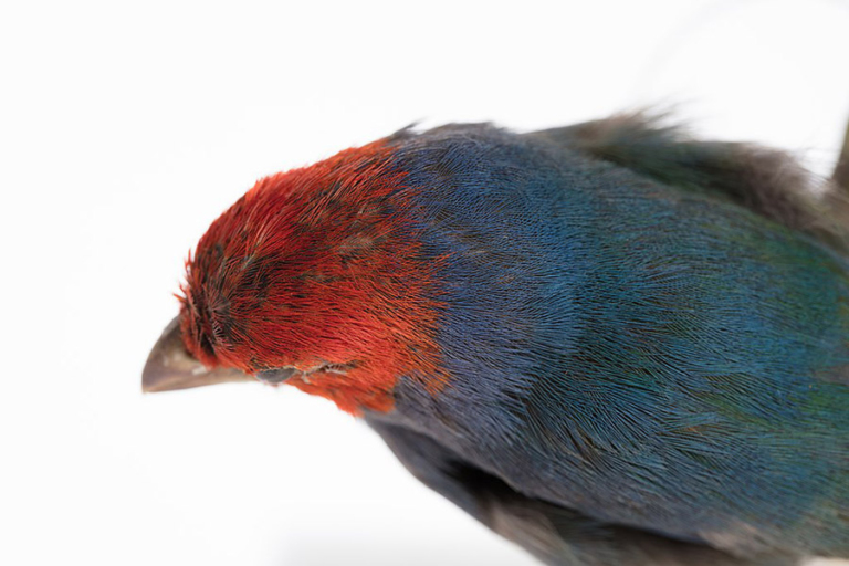 10 Incredible Red and Blue Animals (With Pictures)