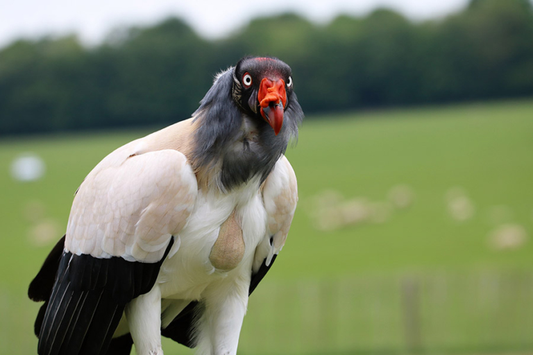 10 Incredible Red and Blue Animals (With Pictures)