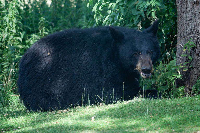 11 Animals Without Tails To Discover