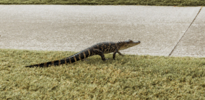 How Do Alligators Mate? A Look into Alligator Reproduction