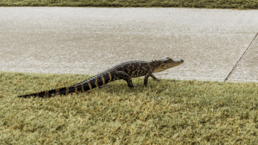 Are There Alligators in Georgia? Where and How to See Them